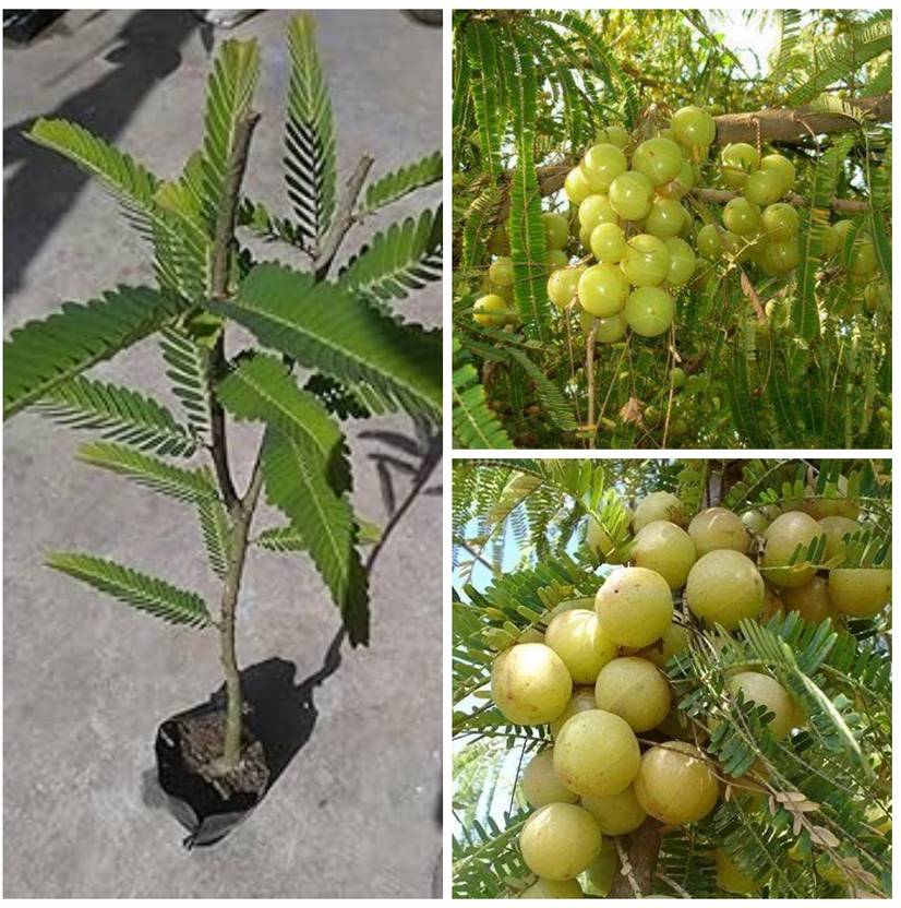 Cloud Farm Amla Plant Price in India - Buy Cloud Farm Amla Plant online ...