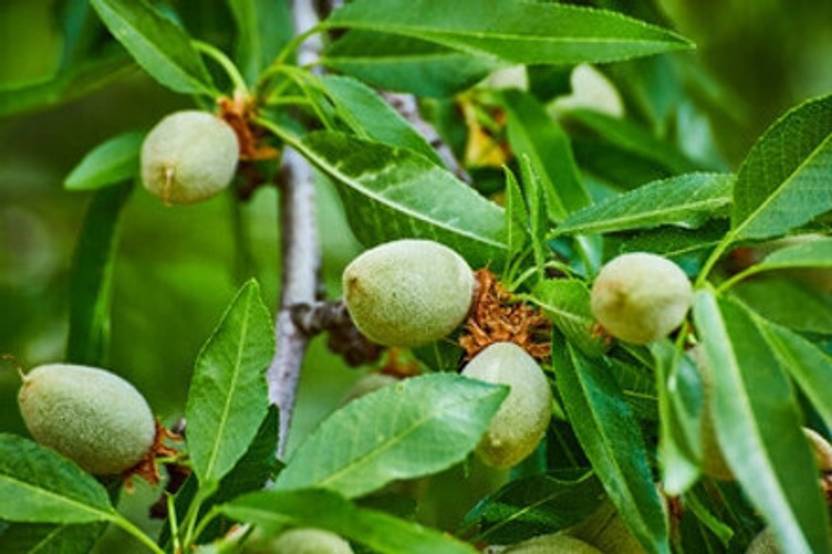 Cloud Farm Almond Plant Price in India - Buy Cloud Farm Almond Plant ...