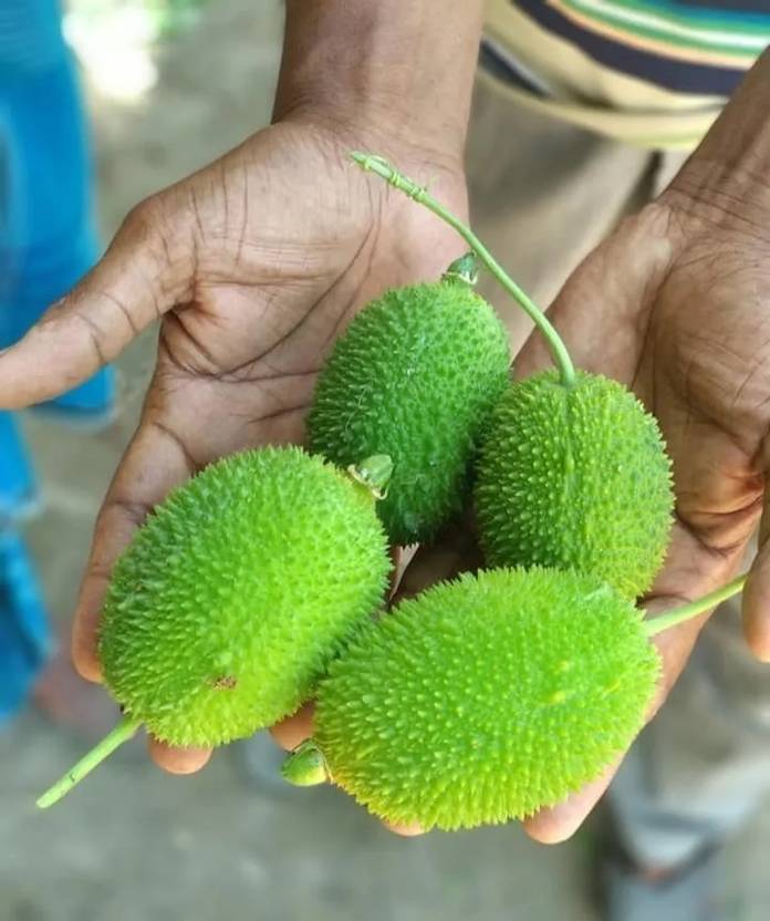 WILLVINE Desi Spiny Gourd Kantola Kakrol Seeds[250 Gms, 1250 Seeds ...