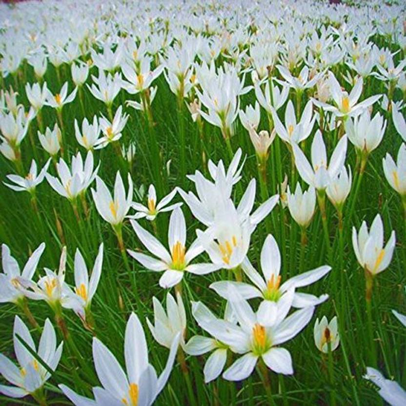 VibeX ® VMR-57 White Rain Lily Zephyr Lilies Seed Price in India - Buy ...