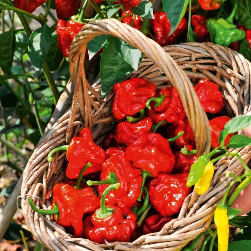 Biosnyg Easy to Grow Animo Red Chilli Vegetable Seeds For Gardening ...
