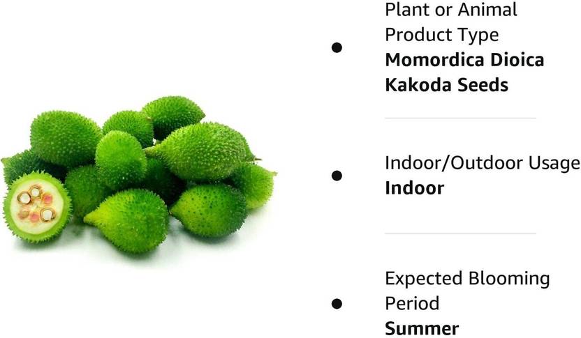 VibeX Kantola/Kakrol/Spine Gourd[250 Gms, 1250 Seeds] Seed Price in ...