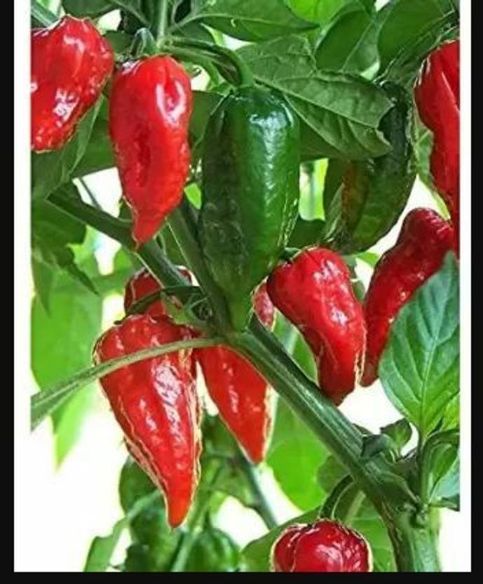 lal mirchi lal mirchi, lal mirchi beej, lal mirch beej, red chilli ...