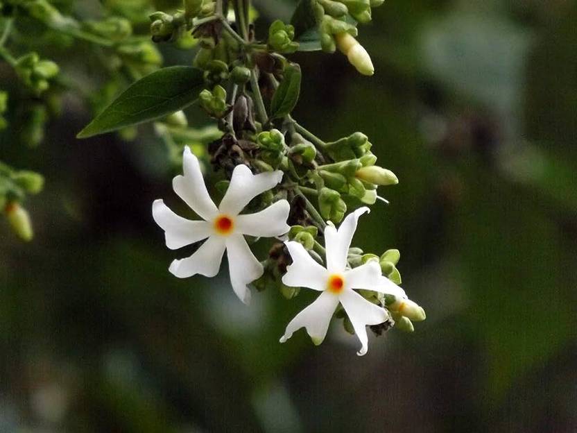 BDSresolve Night jasmine plant seeds/Night jasmine seeds 8 Seed Price ...