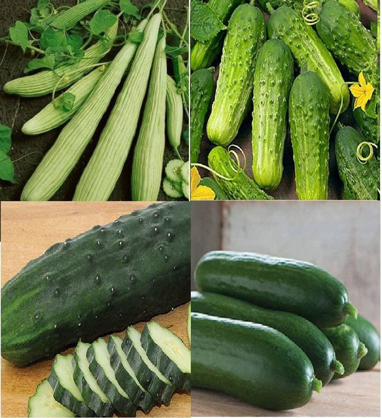 VibeX ® XLR-555 Heat Tolerant Cucumber 4 Varieties Seed Price in India ...