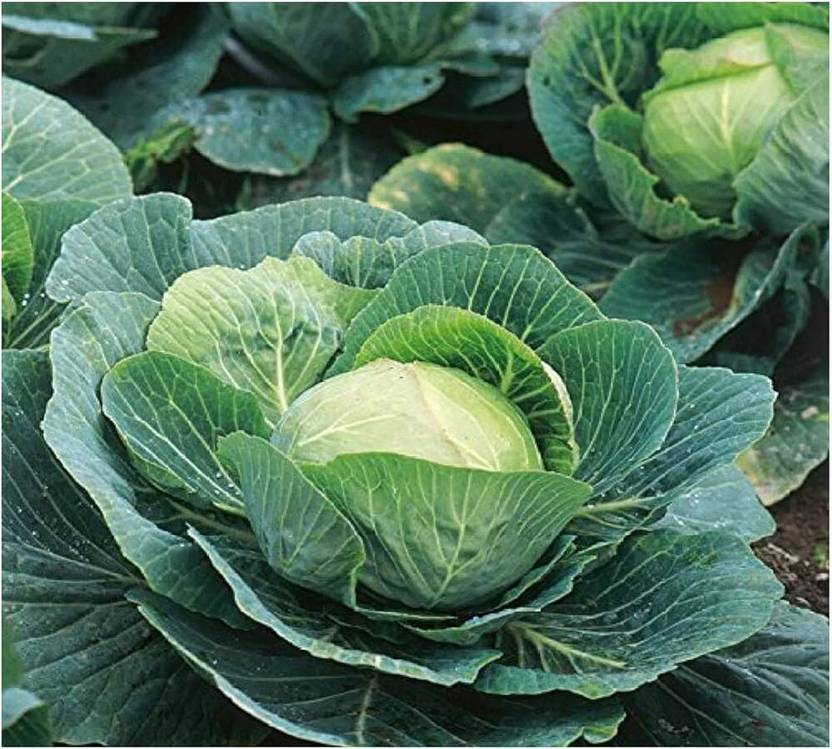 ibains Cauliflower flower cabbage seeds Bij pack of 85 Seed Price in ...