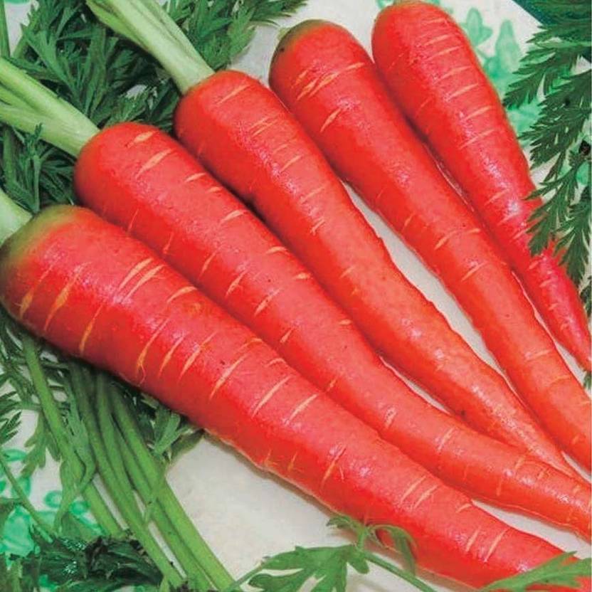 RUDAN Red Carrot / Daucus carota Seed Price in India - Buy RUDAN Red ...