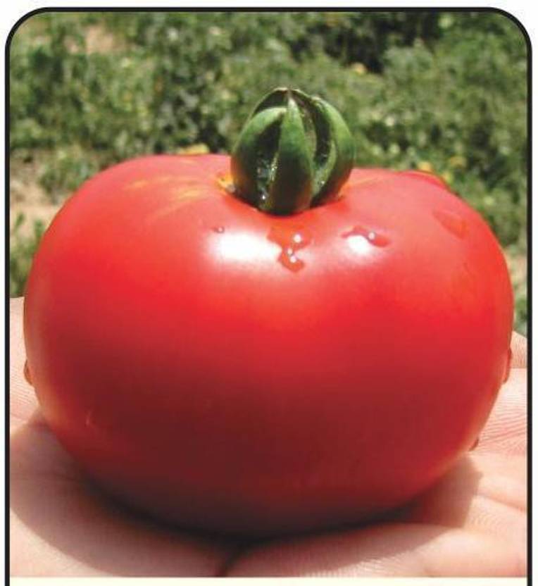 CYBEXIS Pusa Rohini Tomato Variety500 Seeds Seed Price in India - Buy ...