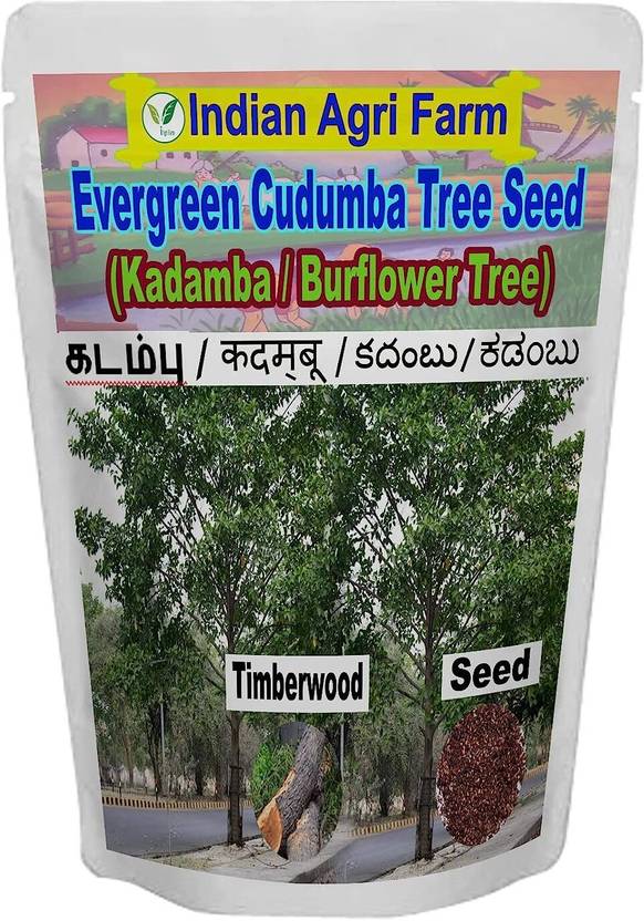IAgriFarm Evergreen Cudumba / Kadamba / Burflower tree seeds - for ...