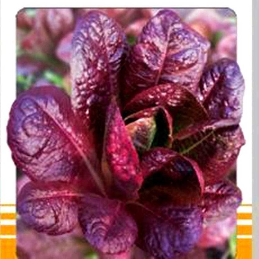 CYBEXIS Purple Leaf Lettuce Seeds Purple Lettuce-500 Seeds Seed Price ...