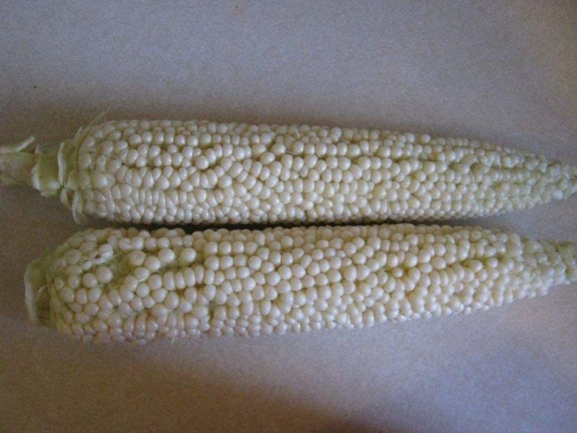 VibeX ® XLR-599 Country Gentleman Shoepeg Corn Seed Price in India ...