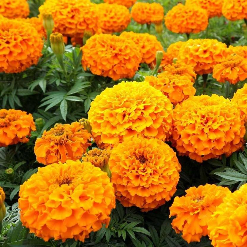 BDSresolve Merigold flower seeds (Marigold flower seeds for summer ...