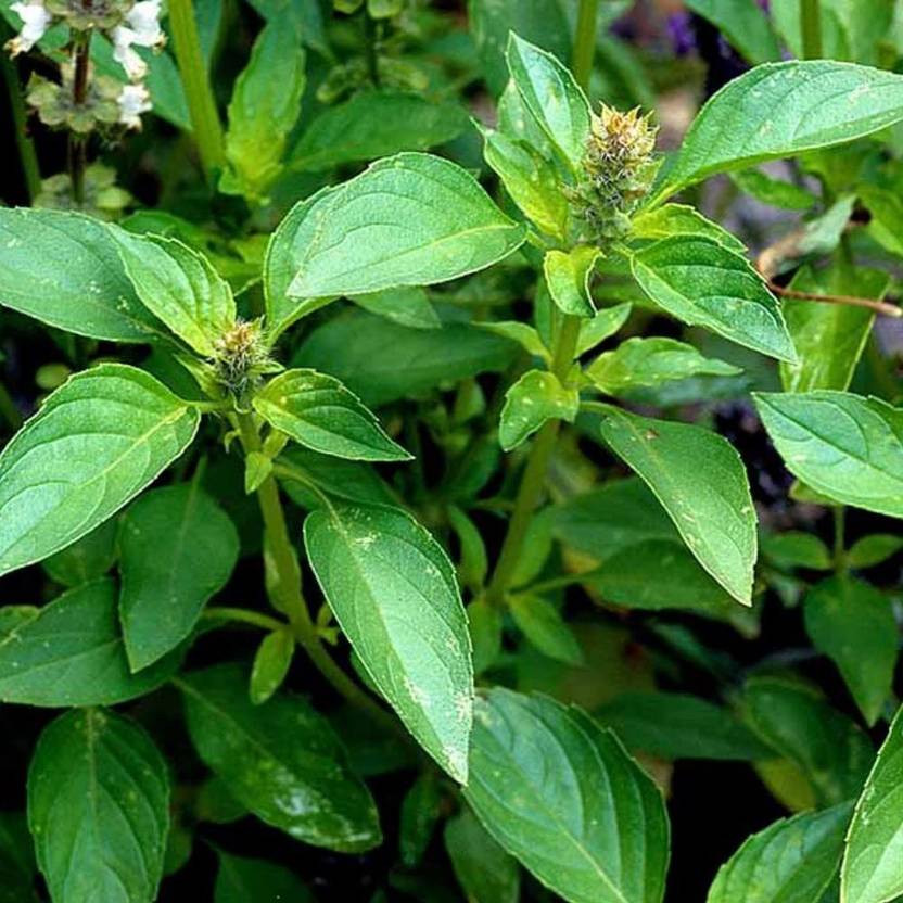 Aywal Krishna Tulsi Seeds/ Shyam Tulsi/ Black Tulsi Holy Basil Seed ...
