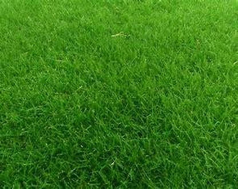 SEEDKEY durva gash Seed, Land-Grass Plant Seeds Seed Price in India ...