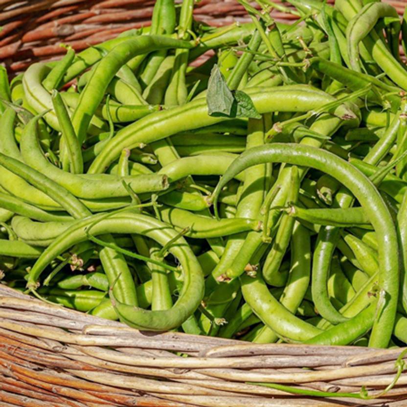 SREE Beans Seed/ Beans Organic Seed For Vegetable Gardening / Farming ...