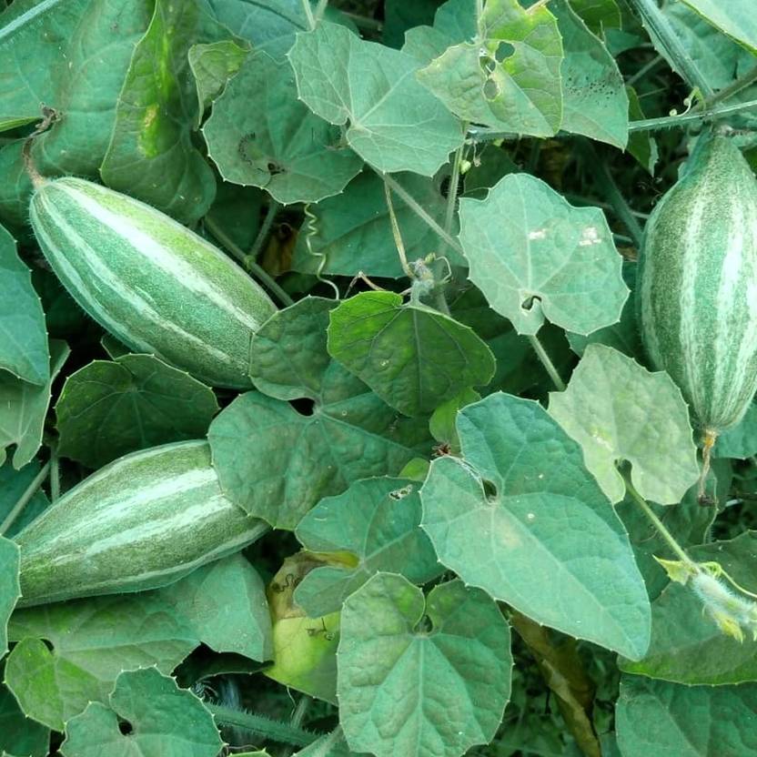 WILLVINE Hybrid Pointed gourd Parwal Outdoor[50 Gms, 250 Seeds] Seed ...