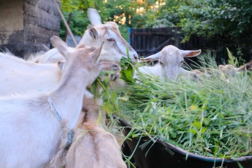 DEYS AGRO ™ goat grass seeds,goat feed grass seed for goat farming,best ...