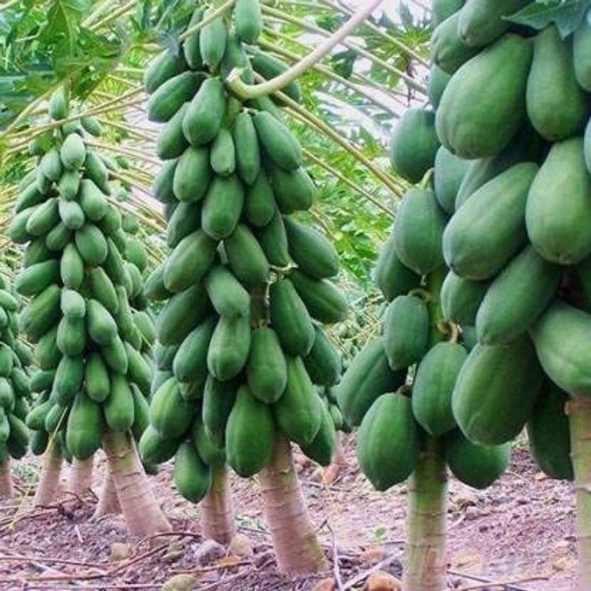 STOKIYA ORIGINAL SINTA F1 HYBRID PAPAYA VARIETY SEEDS ( 500 SEEDS ...