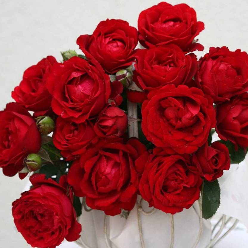 Qualtivate LXI-485 Red Rose Bush Seeds Seed Price in India - Buy ...