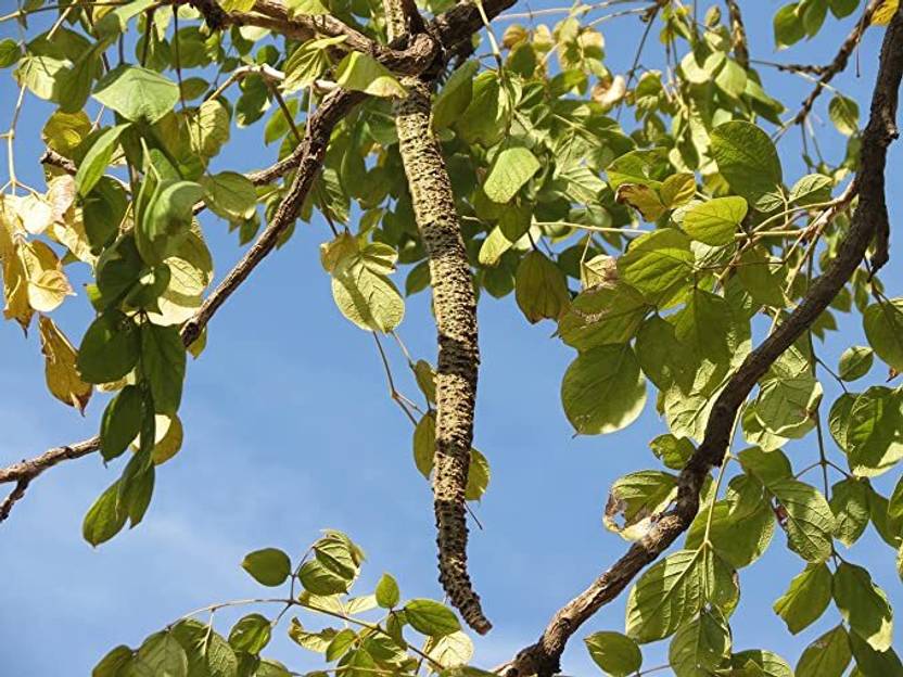 Kapebonavista Kapebonavista Garuda Padri Tree Khonda-partolli ...