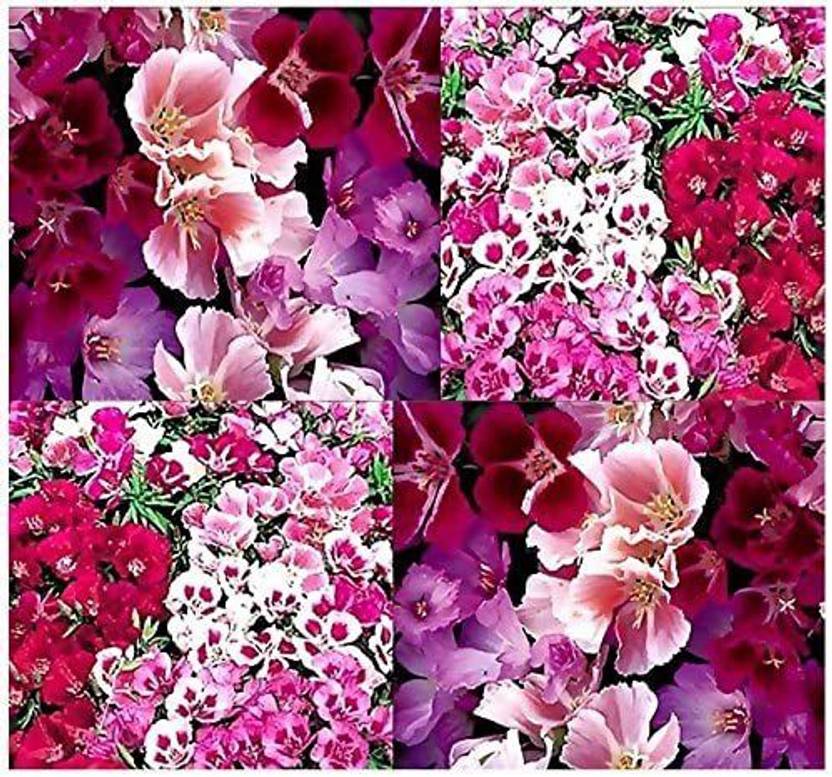 CYBEXIS CLARKIA GODETIA - Azalea Double Mix - Flower Seeds - Clarkia ...