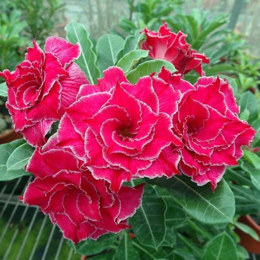 JRYU Adenium Obesum (Desert Rose) Seed Price in India - Buy JRYU Adenium Obesum (Desert Rose ...