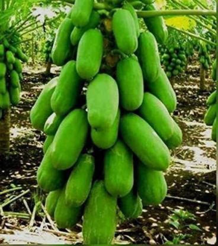 STOKIYA ORIGINAL SINTA F1 HYBRID PAPAYA VARIETY SEEDS ( 500 SEEDS ...