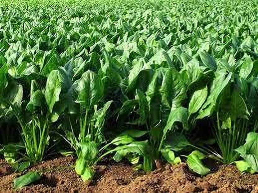 ibains Katila palak seeds pack of 170 Seed Price in India - Buy ibains ...