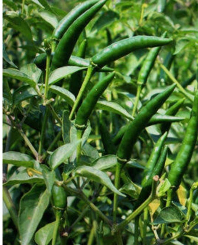 greenfarm NXC- Chilli Seeds / Mirchi Seeds , Best Quality , 200 X Seeds ...