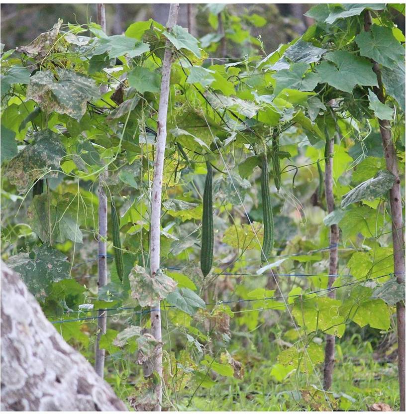 VibeX ® VXI-240 Desi Sarputiya Seeds , Satputiya Seed Seed Price in ...