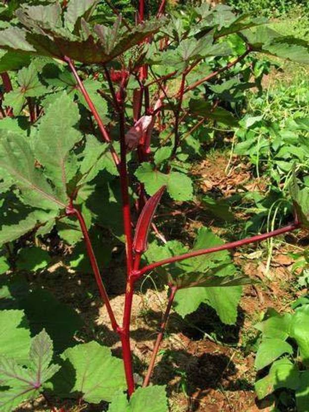 KANAYA Lal Bhindi Red Okra Lady Finger Vegetable Seed Price in India ...