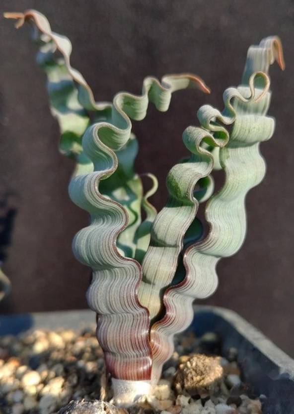 Srushtitraders BULBS AVAILABLE, Trachyandra tortilis, super rare ...