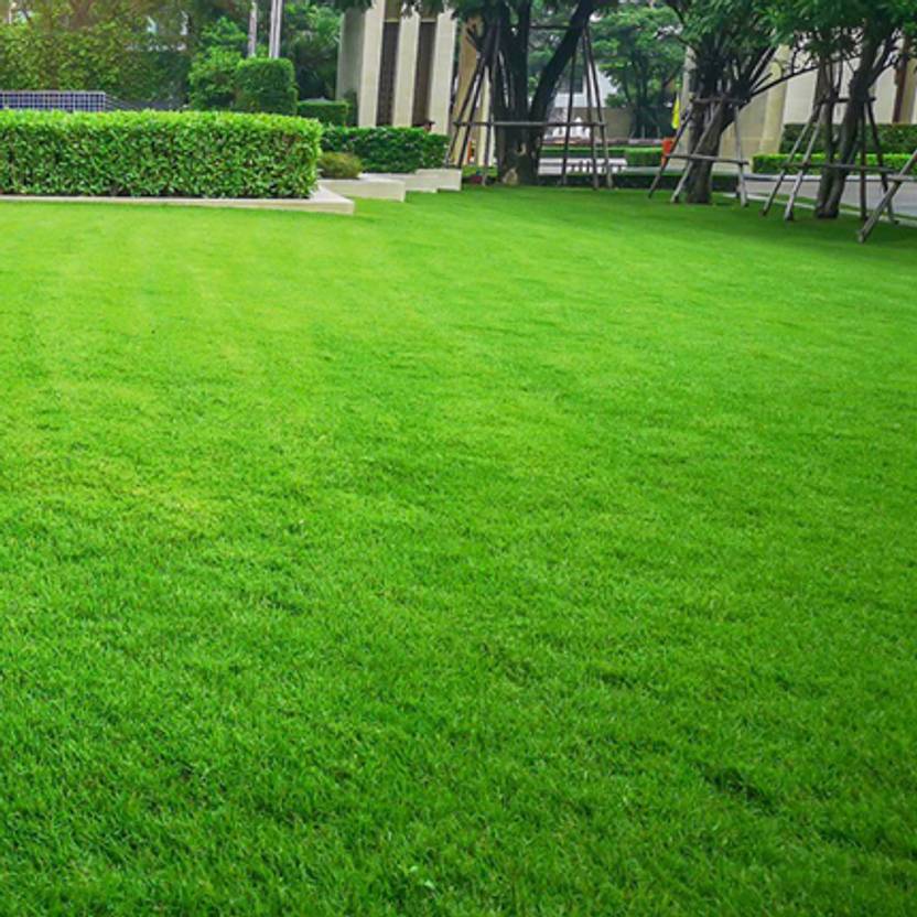 PMA Mexican Lawn Grass, Grass Seed for Gardening, Lawn Grass Seed Price ...