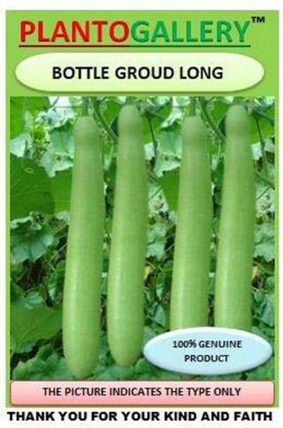 VibeX Bottle gourd long F1 Hybrid Organic Seeds-(100 Gms, 500 Seeds ...