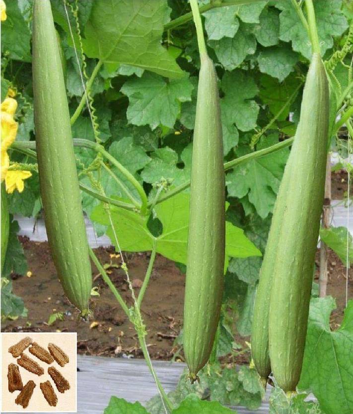 VibeX Hybrid Sponge Gourd, Nenua Seeds, Nethi Birakai[50 Gms, 250 Seeds ...