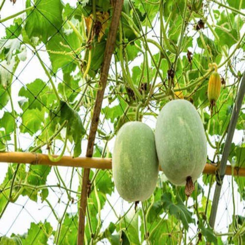 CYBEXIS HUA-82 - Native Ash gourd|Benincasa hispida|Wax gourd - (900 ...