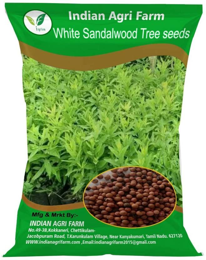 IAgriFarm White Sandalwood Tree Seed-Santalum Album/Indian ...