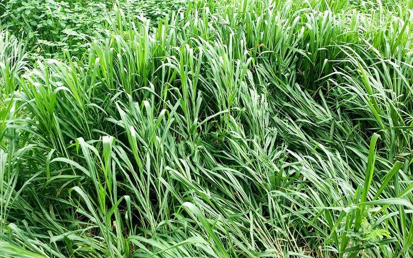 Plantfiles Pictures Brachiaria Species Buffalo Grass