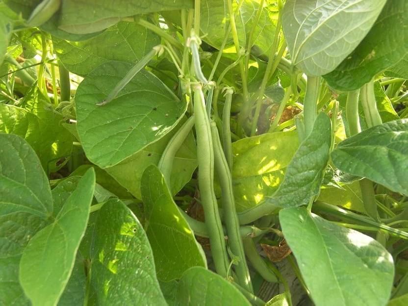 ibains Sprout seed mung beans pack of 28 Seed Price in India - Buy ...