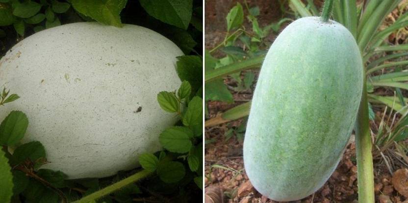 Aywal Ash Gourd (Mithai Petha) Vegetable Seed Price in India - Buy ...