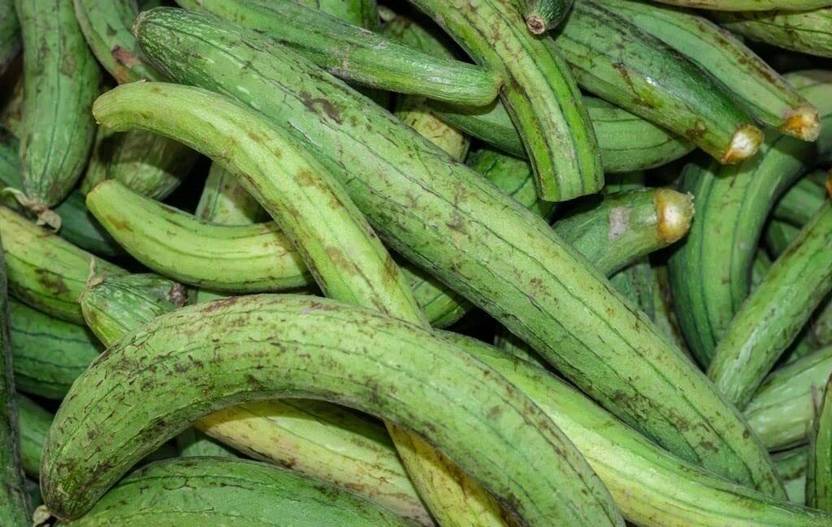KNESSiN Gardens Sponge Gourd Seeds Luffa Seeds Seed Price in India ...
