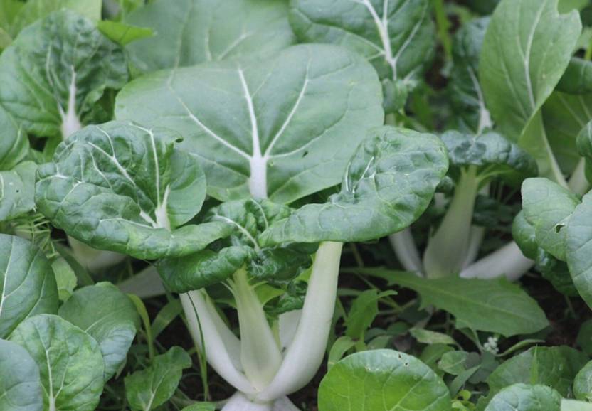Farmonix Dwarf Bok Choy " White Stem Pak Choi, Dwarf Pak Choy, Pok Choi ...