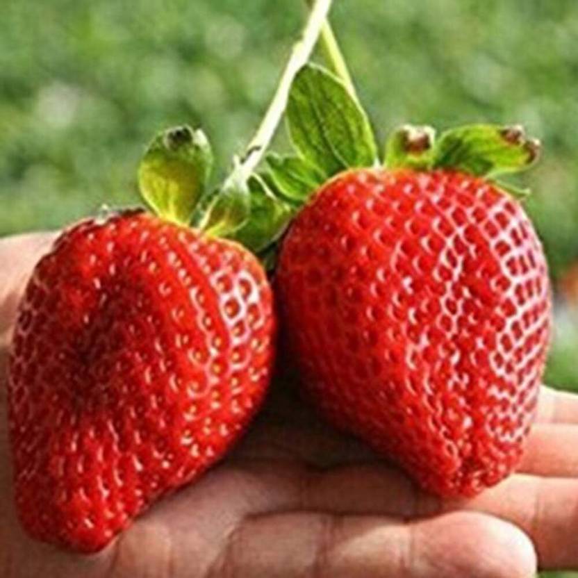 KNESSiN Strawberry Delicious Fruit Plant Bonsai -{200 Seeds} Seed Price ...