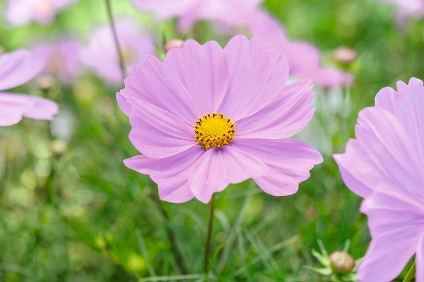 ZIXA Cosmos bipinnatus ‘Apollo Pink’ Seed Price in India - Buy ZIXA ...