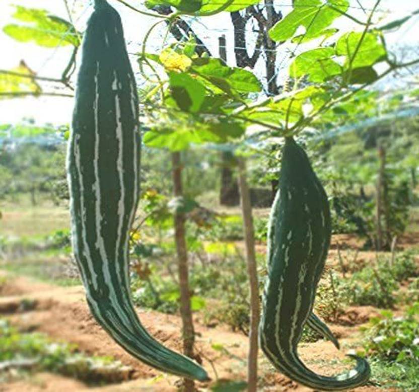VibeX ® LXI-28 Snake Gourd Seeds, Trichosanthes cucumerina Seed Price ...