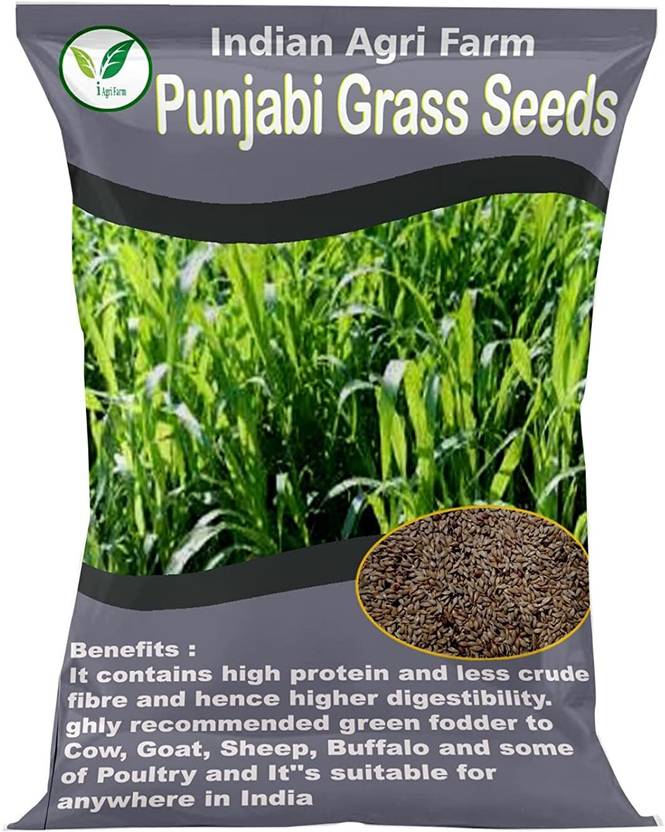 IAgriFarm Punjabi Grass Seed - 3 kg - Multicut Grass Seed / Fodder Grass for Cattle Seed Price ...