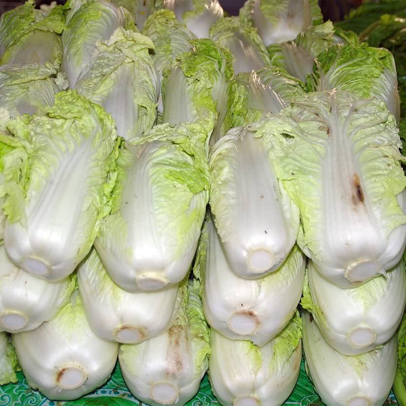 WILLVINE SYN -VIII Chinese Cabbage (Napa Cabbage) [5g] Seed Price in ...
