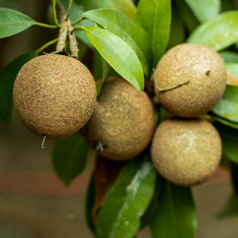 SREE Chalisa Chikoo, Sapota, Sapodilla, Naseberry Seed, Sobeda Hybird ...