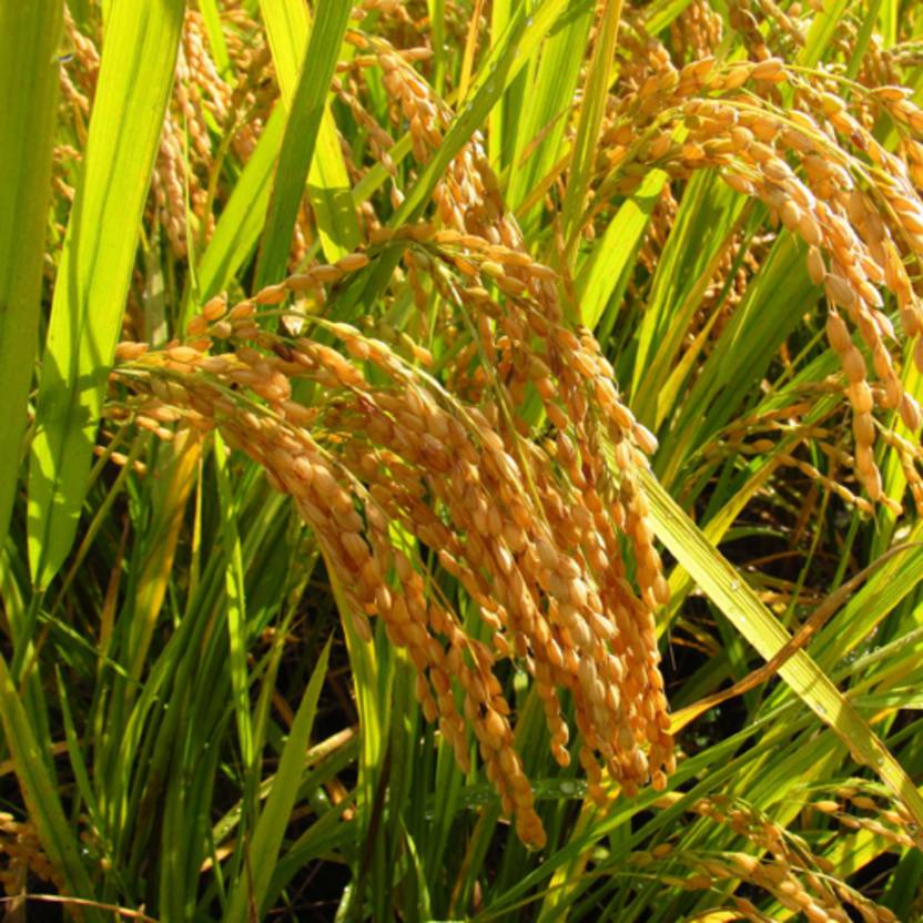 SeeGreen Rice Paddy Seeds, Miniket Paddy For Puja, Germination Paddy ...