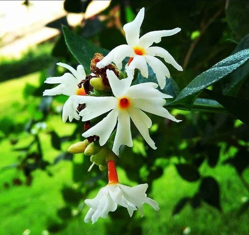 BDSresolve Harsingar plant seeds/Night jasmine seeds 16 Seed Price in ...